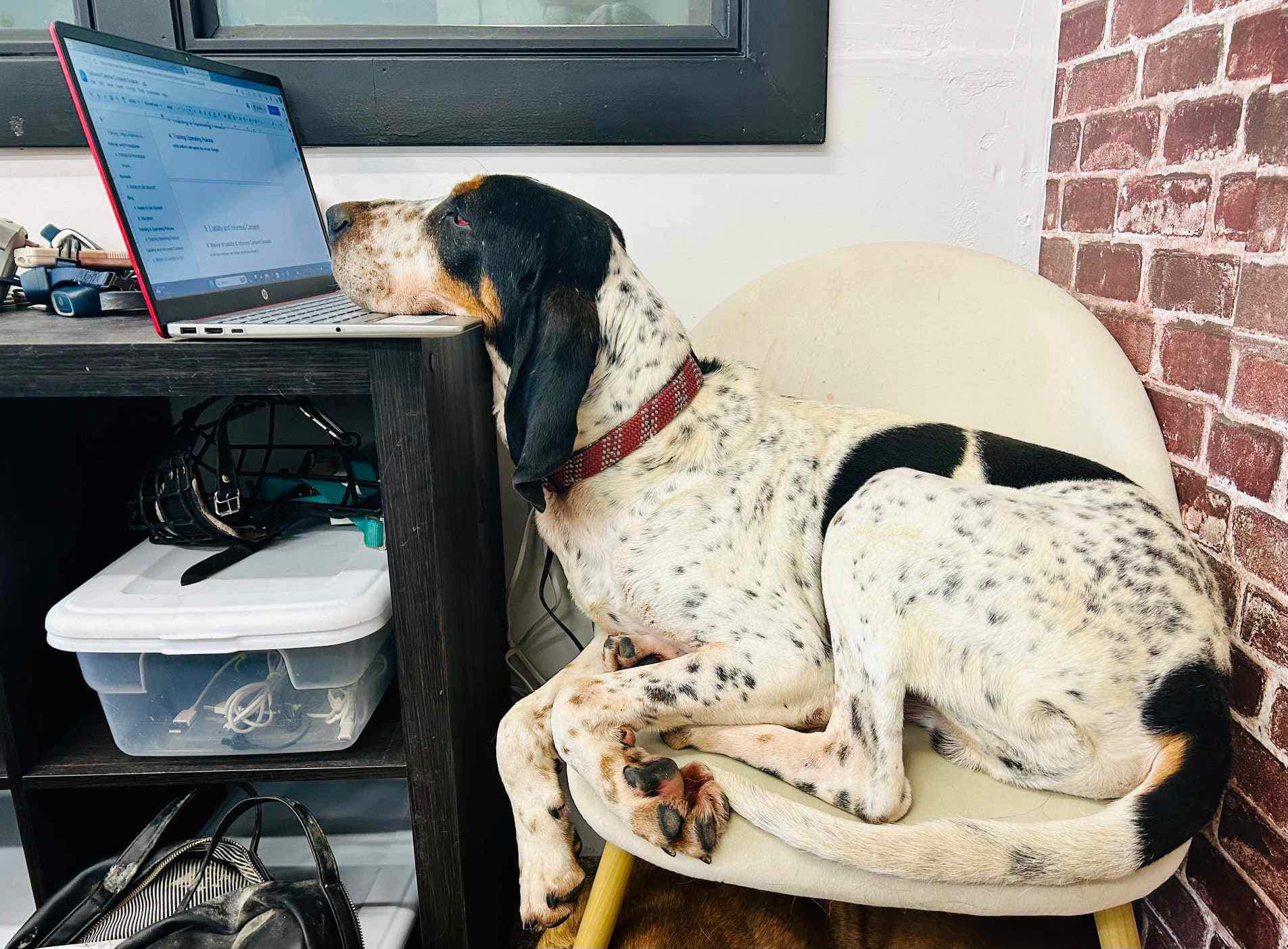 Home | Many Paws Volunteer Transport