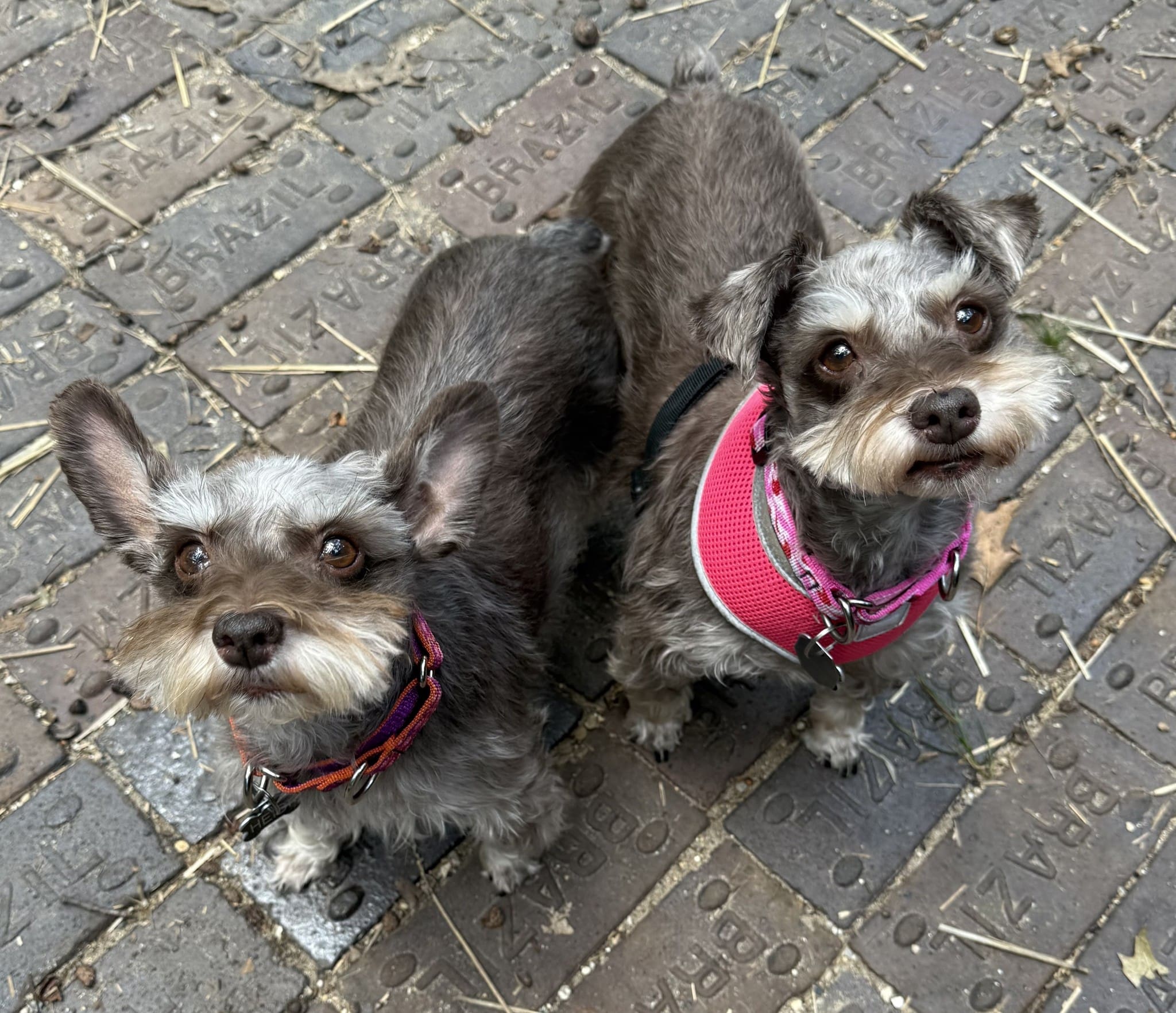 Home | Many Paws Volunteer Transport