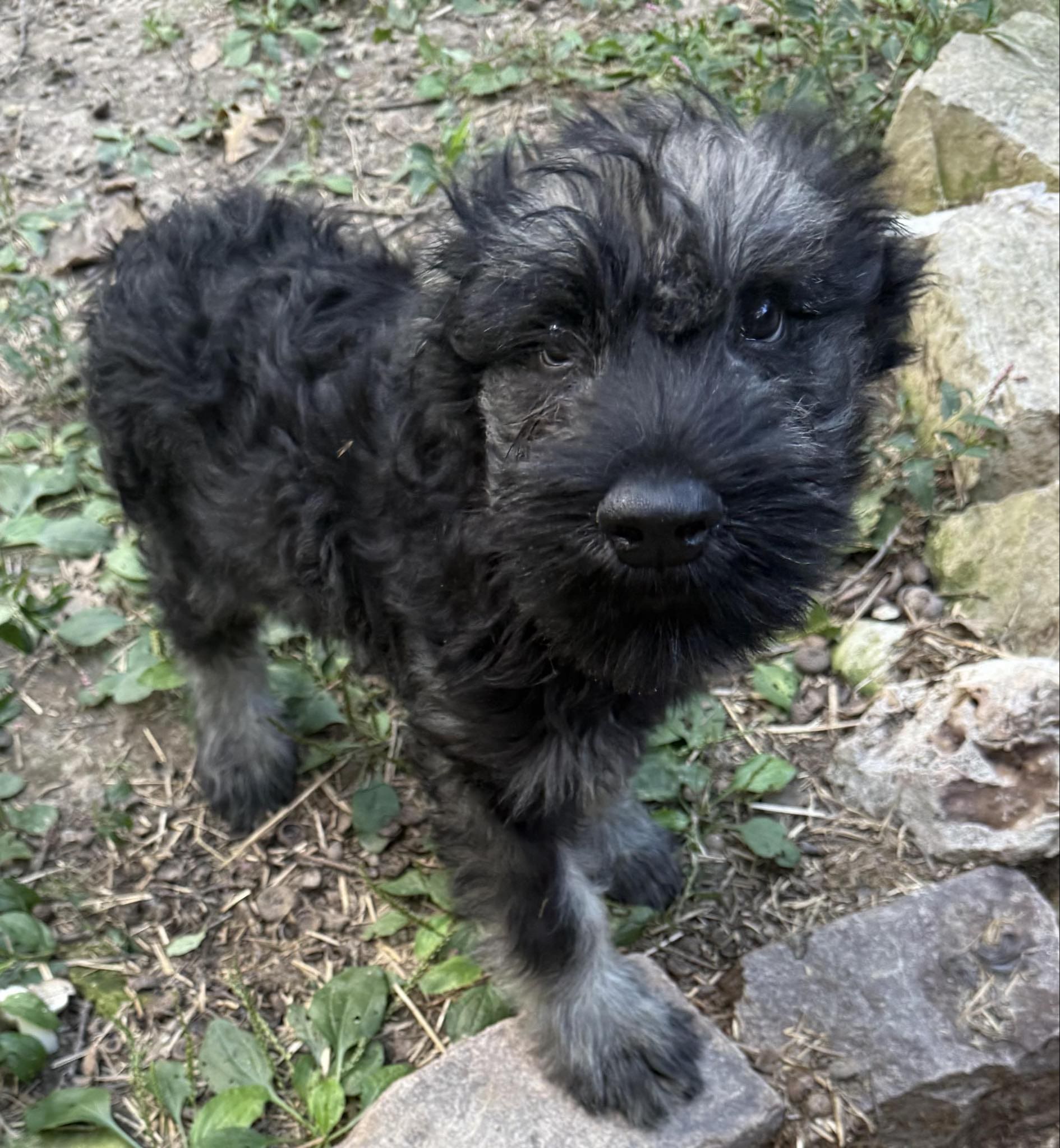 Home | Many Paws Volunteer Transport